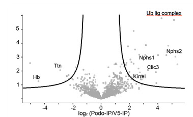 Podocyte signaling and glomerular biology
