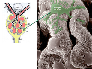 Podocyte signaling and glomerular biology
