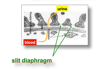 Podocyte signaling and glomerular biology