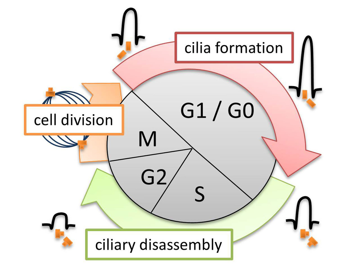 Cilia, Hippo and PKD Research - Nephrolab Cologne