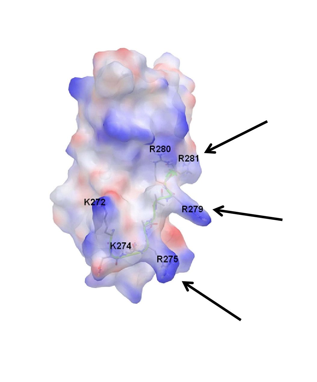 Crosstalk of podocytes with the endothelium